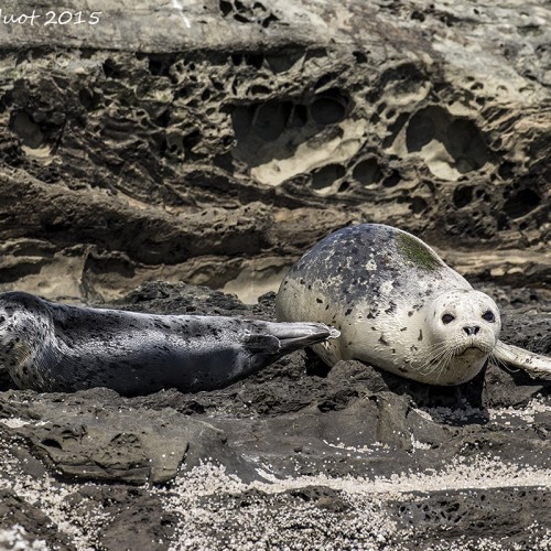 Gallery - Sidney Whale Watching