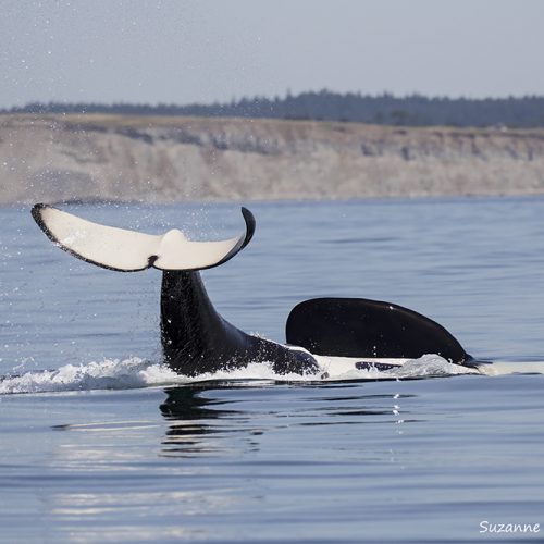 Gallery - Sidney Whale Watching