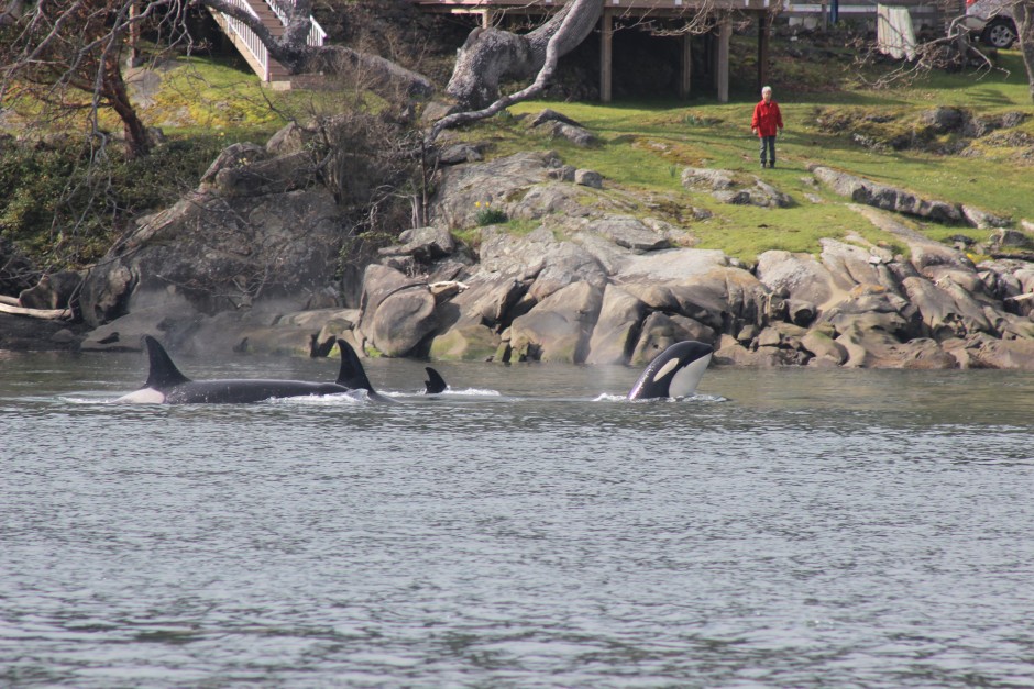 New Orca Babies - Sidney Whale Watching